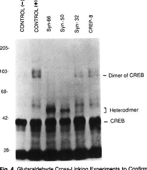 Figure 4 From Dna Binding And Dimerization Domains Of Adenosine 3 5