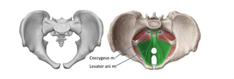The Pelvic Diaphragm Flashcards Quizlet