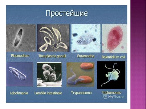 Противопротозойные средства - презентация онлайн
