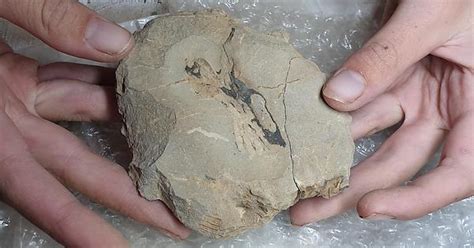 Odd Fossil Album On Imgur