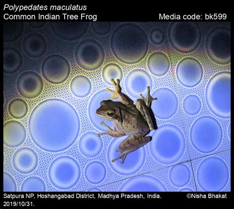 Polypedates Maculatus Gray 1830 Common Indian Tree Frog Amphibians