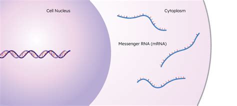 Whole Transcriptome Analysis Thyroid Nodules Afirma® Gsc