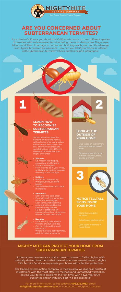 Are You Concerned About Subterranean Termites