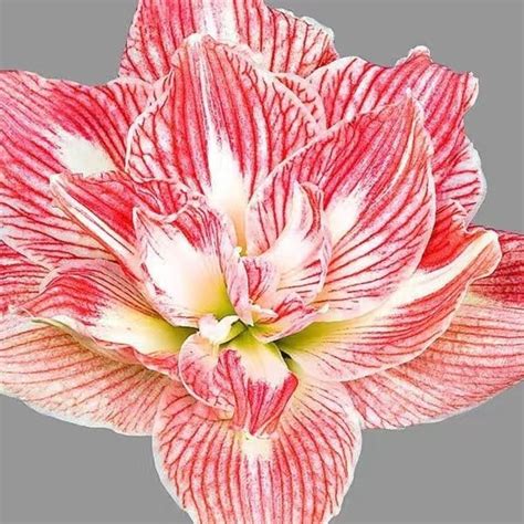 孤挺花種球朱頂紅種球 孤挺花種球精選大球莖 多年生開花球重瓣朱頂紅花種子 期長好養護庭院 朱頂紅球根 當年開花 蝦皮購物