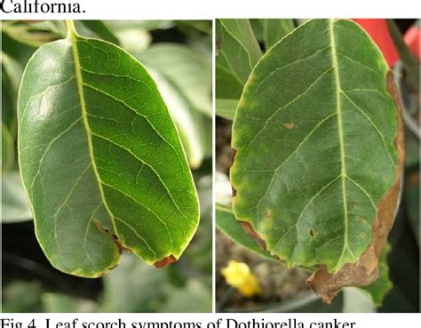 Figure 2 From The State Of Dothiorella Canker On Avocado In California