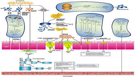 Metabolic Interactions In The Gastrointestinal Tract Git Host
