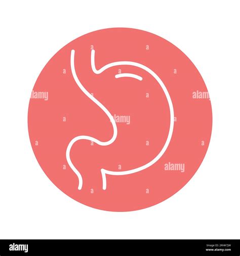 Human Organ Stomach Color Line Icon Isolated Vector Element Outline Pictogram For Web Page