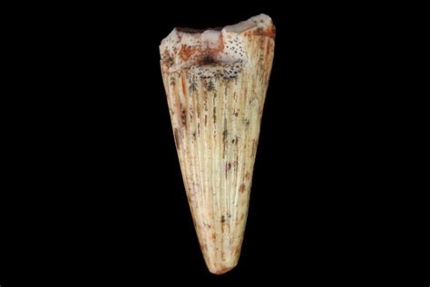 6 Fossil Phytosaur Tooth New Mexico 133335 For Sale
