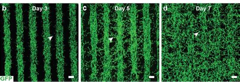 NEI Researchers D Bioprint Eye Tissue