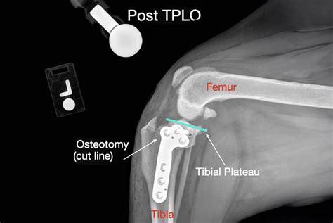 Cranial Cruciate Ligament Disease Fusion Veterinary Orthopedics