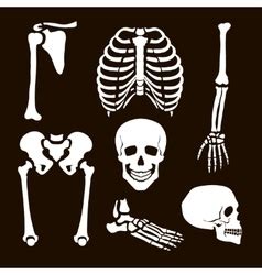 Human Skeleton Bones And Joints Sketch Royalty Free Vector