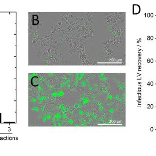 Identification Of Loading Capacity Infectious LV Recovery For Loadings Download Scientific