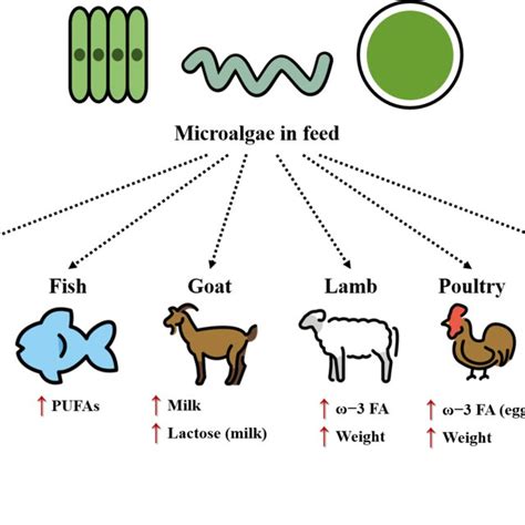 Pdf Microalgae Proteins Production Separation Isolation