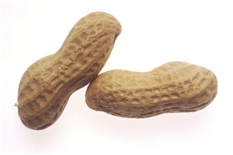 Peanuts Free Stock Photo Two Peanuts Isolated On A White Background