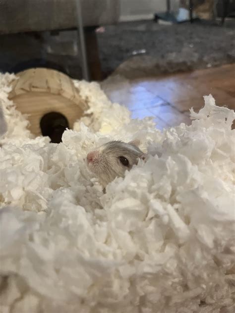 Coco : r/gerbil