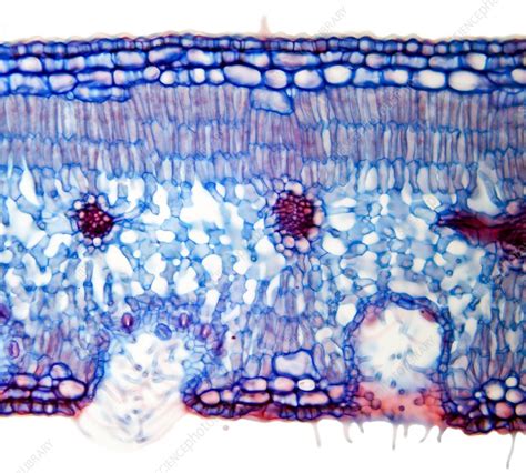 Oleander Leaf Light Micrograph Stock Image C0115248 Science