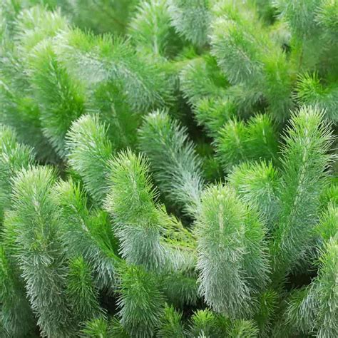 Order Fresh Adenanthos Flowers At Florimo Nl Online Florist Florimo Fresh Flowers