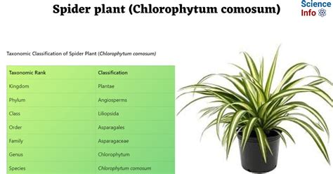 Spider Plant Chlorophytum Comosum A Complete Guide