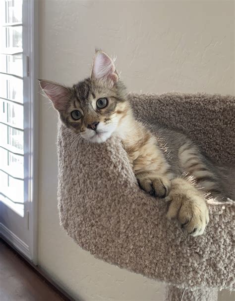 Legendtales Pixie Bob Kitten