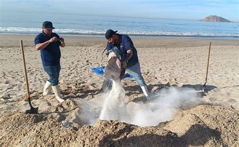 Encuentran Lobo Marino Muerto En Playa De Mazatlán