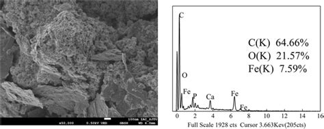 Sem And Eds Spectra Of Magnetic Biochar M Bc Download Scientific