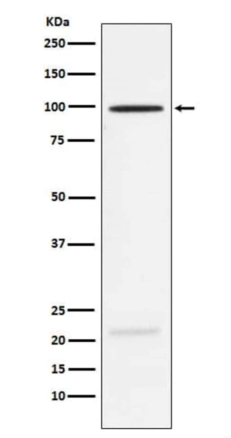Mag Siglec 4a Antibody Sr1017 Novus Biologicals™ 50 μg Unconjugated