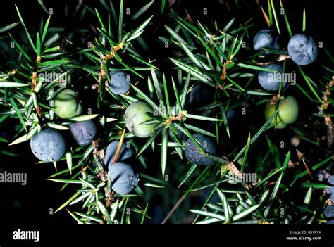 Botany Common Juniper Juniperus Communis Fruits At Branch Berry