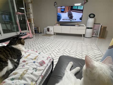 고양이들도 티비를 집중해서 볼 수 있나요 ㅣ 궁금할 땐 아하