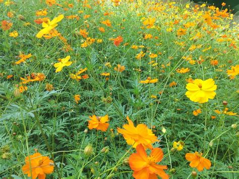 노랑코스모스 Bric