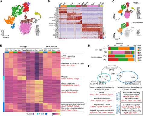 Transcriptional Metabolic Reprogramming Implements Meiotic Fate