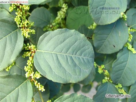 Reynoutria Japonica Houtt