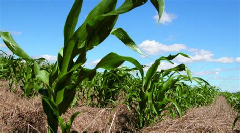 Senado Aprova Dia Nacional Do Plantio Direto Febrapdp