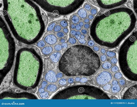 Nerve Fibers Tem Stock Image Image Of Myelin Nerve 117239979