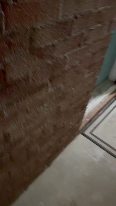 Wife Gets Dog Painted In Animal Safe Colours Husband Does Not Approve