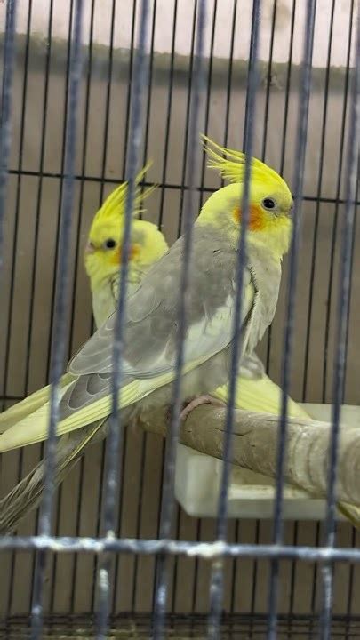 هامستر، غينيا بيج، ولا ببغاء؟ ساعدونى أختار 🦜🐹 Youtube