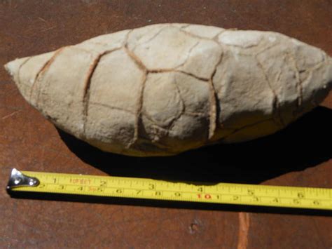 Id Egg Shaped Fossil Id The Fossil Forum