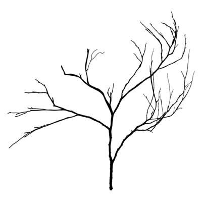 Tree Branch Outline Vector Art Icons And Graphics For Free Download