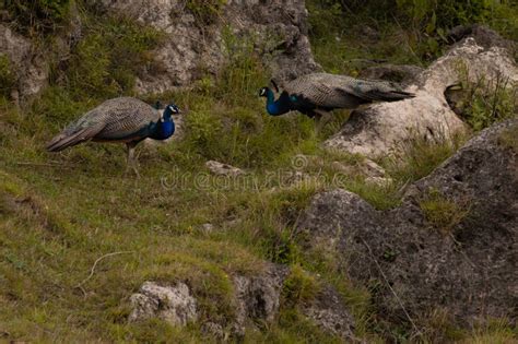 Two Peacocks Standing In A Lush Grassy Natural Forest Habitat In Summer