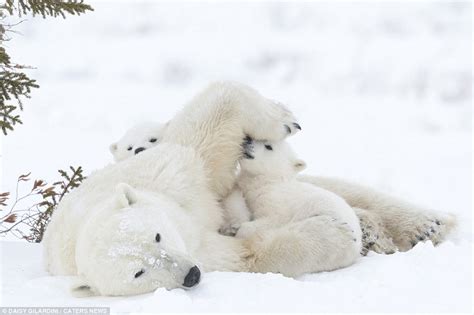 Polar Bear Cubs At Canadas Wapusk National Park Try To Wake Their Mom