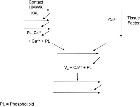 Coagulation 1 Diagram Quizlet