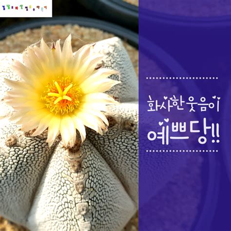 대품다육 선인장 종류 욘즈카난봉옥 네이버 블로그