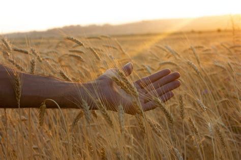 Jésus dit La moisson est abondante Priez le maître denvoyer des