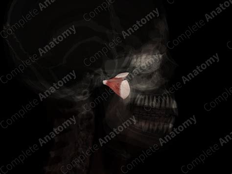 Lateral Pterygoid Muscle Left Complete Anatomy