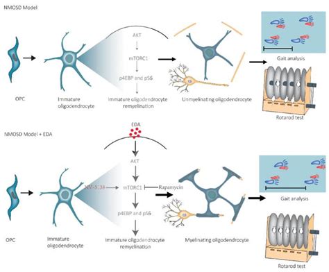 Glia：邱伟 汤常永团队报道nmosd受损神经再生修复的潜在治疗策略 论文 新浪新闻
