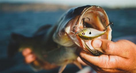 Square Bill Crankbaits 101 Monsterbass