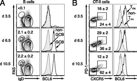 Cutting Edge Distinct Waves Of Bcl6 Expression During T Follicular
