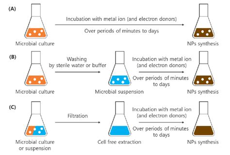 Scheme Of Metal Nps Synthesis By Microorganisms A Nps Synthesis By