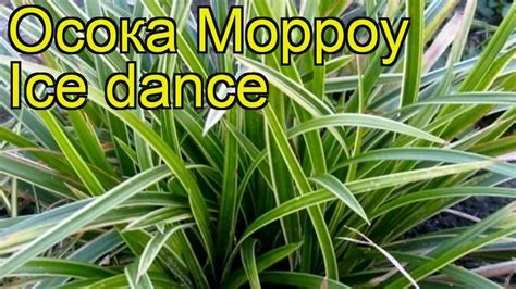 Осока морроу Айс Денс. Краткий обзор, описание характеристик carex ...