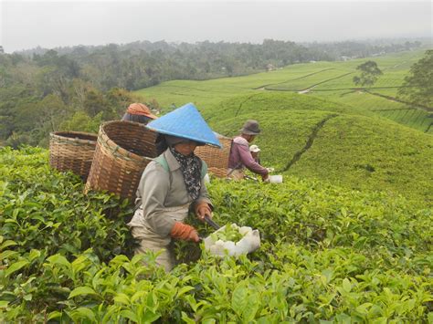 PTPN IV Klarifikasi Terkait Rencana Konversi Tanaman Teh Menjadi Sawit MitaNews