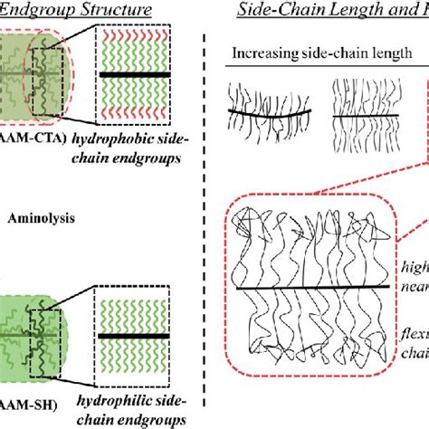Schematic For The Solution Conformation Of Bottlebrush Polymers And The
